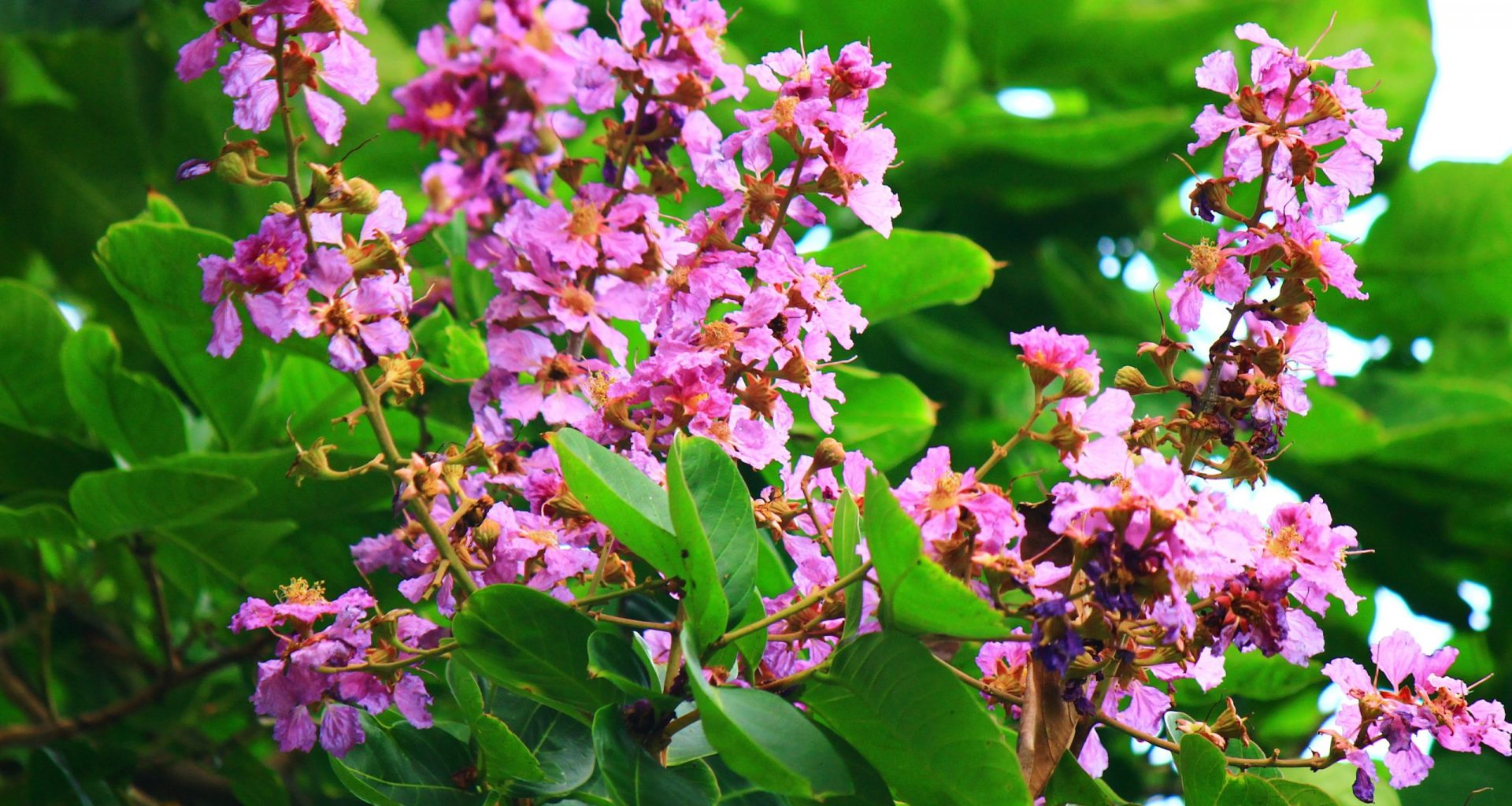 POHON PAKIS BRAZIL (Schizolobium parahyba) - Ekoniaga Hijau Alam