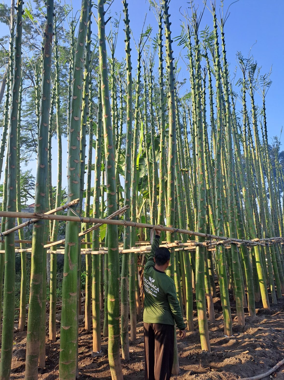 POHON PAKIS BRAZIL (Schizolobium parahyba) - Ekoniaga Hijau Alam