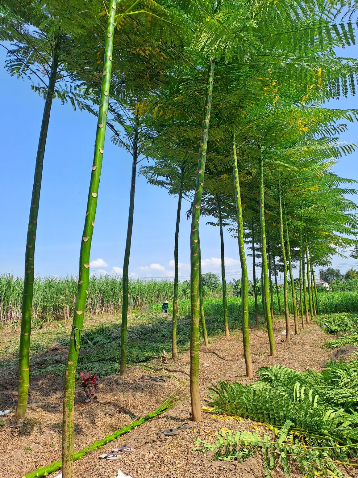POHON PAKIS BRAZIL (Schizolobium parahyba) - Ekoniaga Hijau Alam