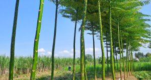 POHON PAKIS BRAZIL (Schizolobium parahyba) - Ekoniaga Hijau Alam